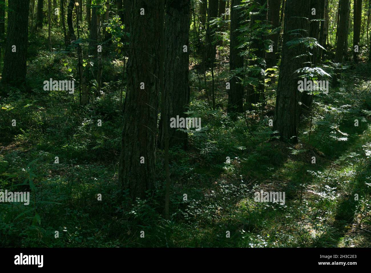 Dense forest large pines hi-res stock photography and images - Alamy