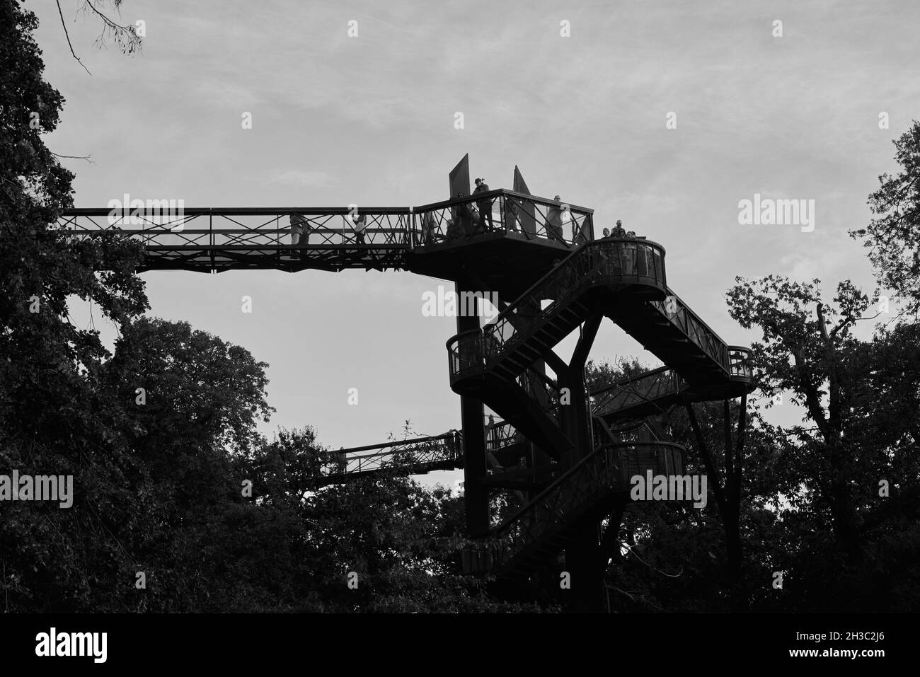 Treetop walk uk Black and White Stock Photos & Images - Alamy