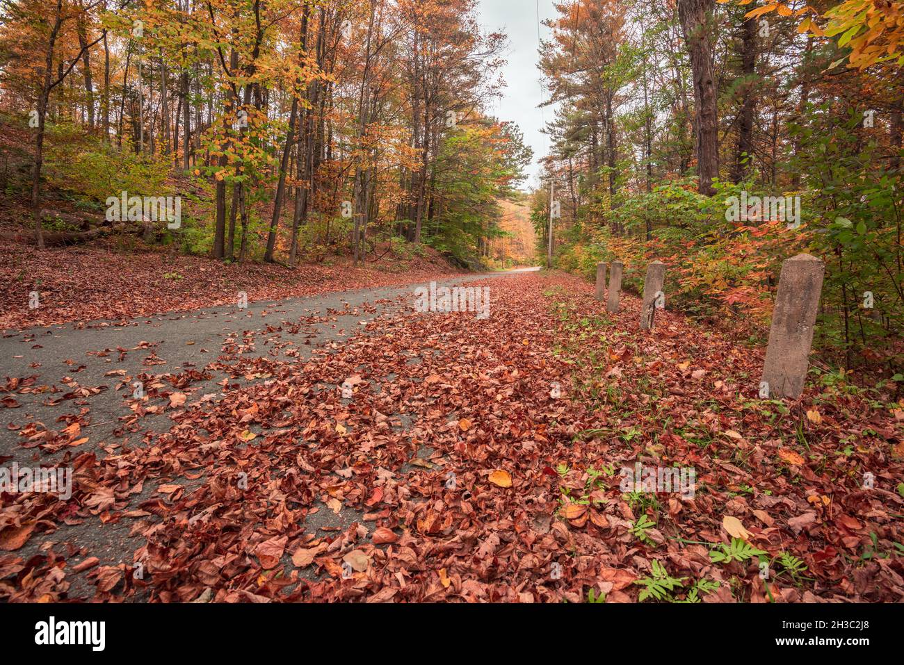fall foliage in October in Massachusetts with leaves on road during ...