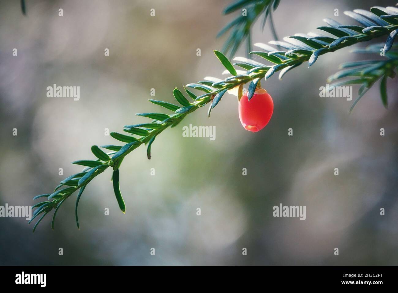 Detail of red fruits of yew (Taxus baccata) between lights and shadows ...