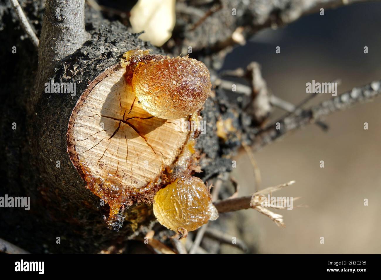 Amber resin tree hi-res stock photography and images - Alamy