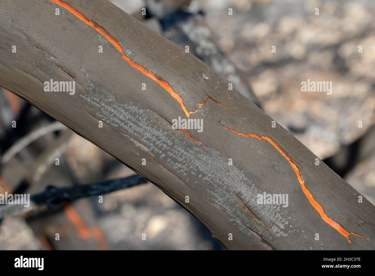 A burnt strawberry tree trunk after a wildfire in the mediterranean ...