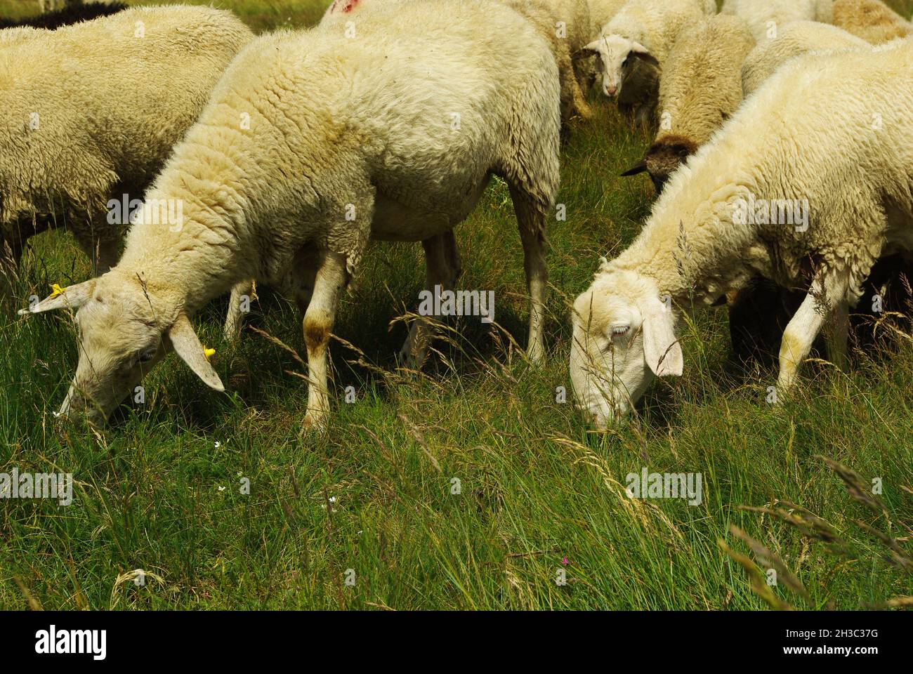 Portrait young shepherd goat hi-res stock photography and images - Alamy