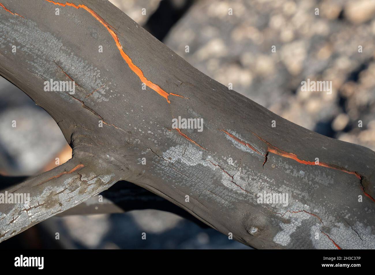 A burnt strawberry tree trunk after a wildfire in the mediterranean ...