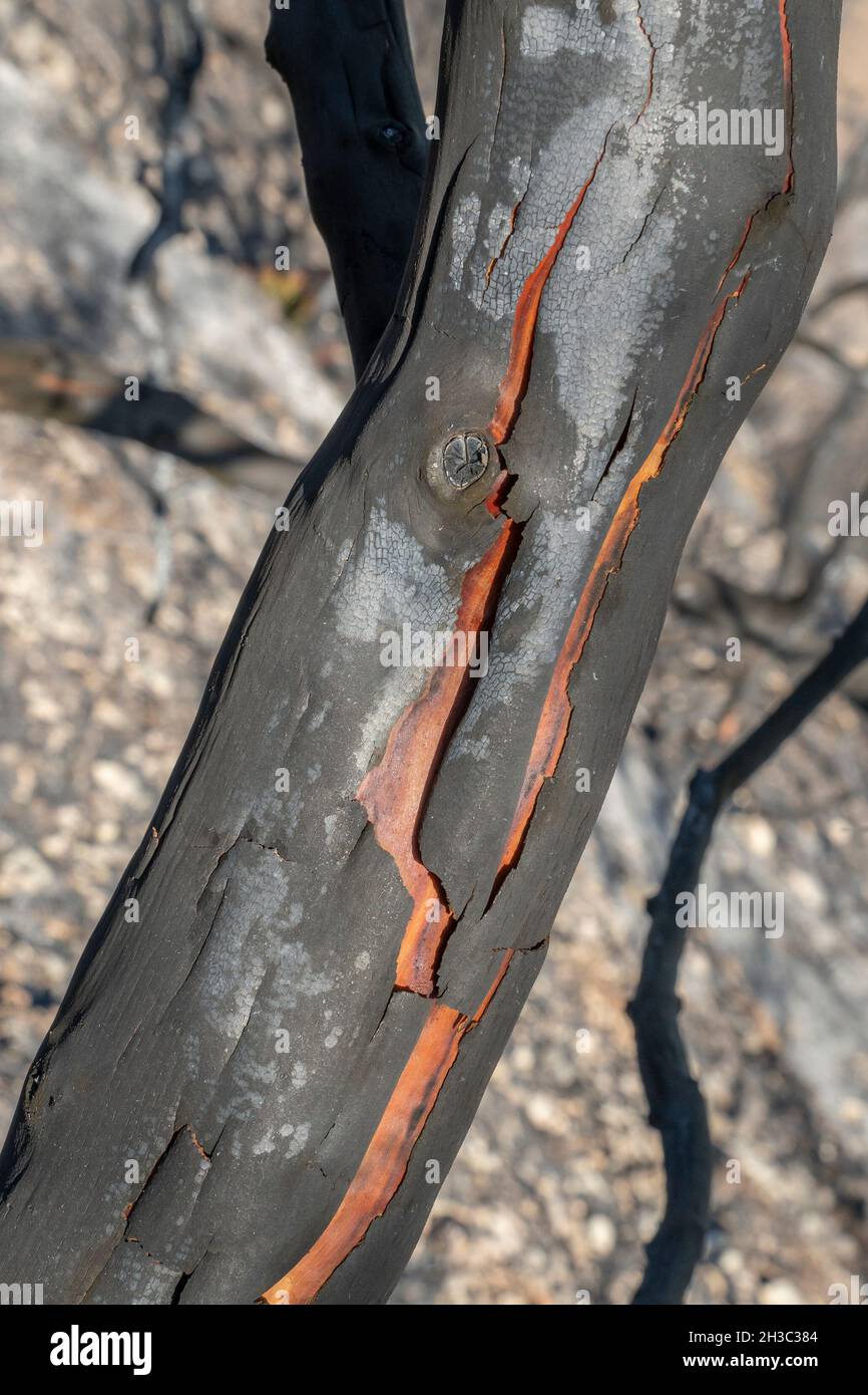 A burnt strawberry tree trunk after a wildfire in the mediterranean ...