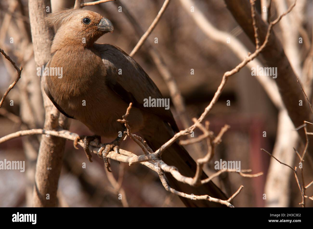 Africa african bird hi-res stock photography and images - Alamy