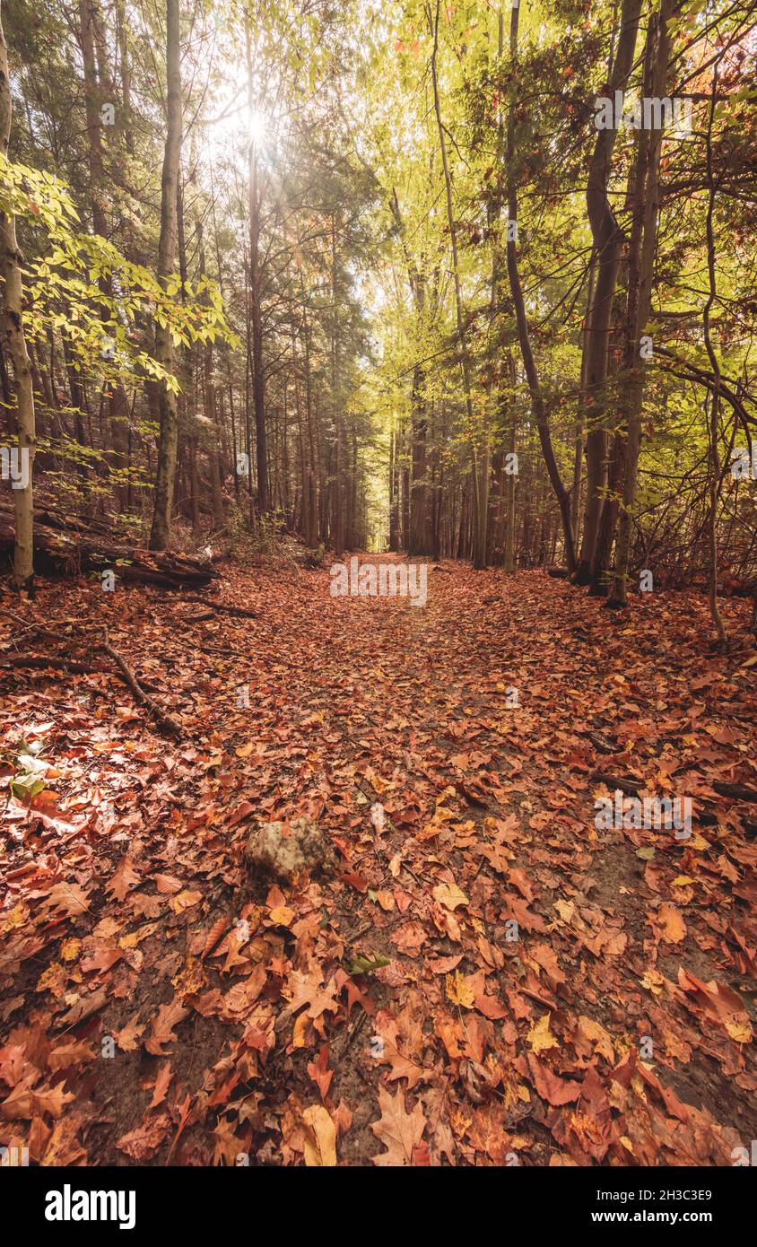 hiking path in woods with forest and foliage with leaves covering ...