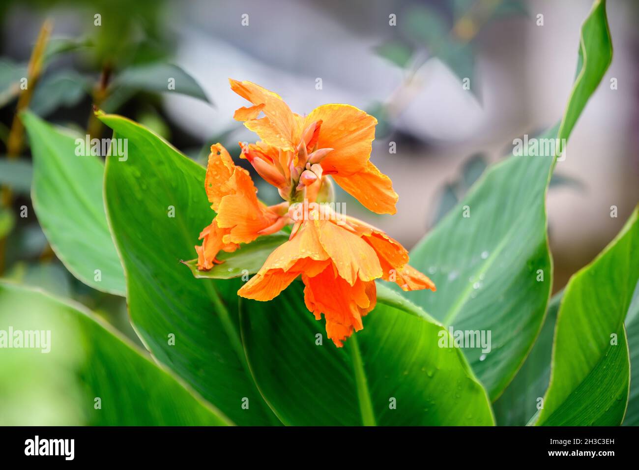Vivid orange flowers of Canna indica, commonly known as Indian shot ...