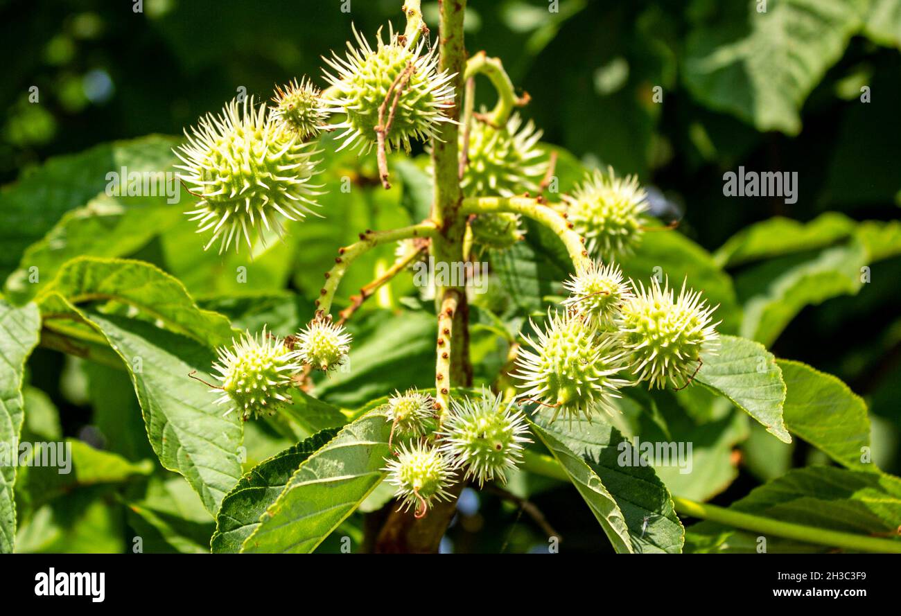 Chestnut hull hi-res stock photography and images - Alamy