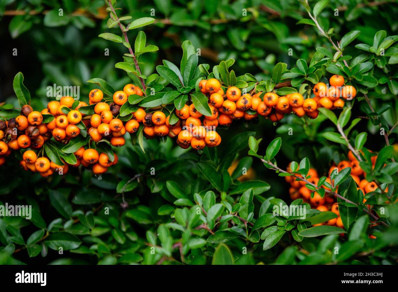 Small yellow and orange fruits or berries of Pyracantha plant, also ...