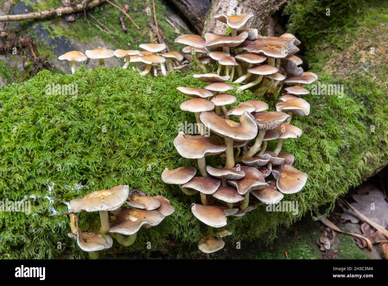 Close up of wild mushrooms growing on a log in a forest Stock Photo - Alamy