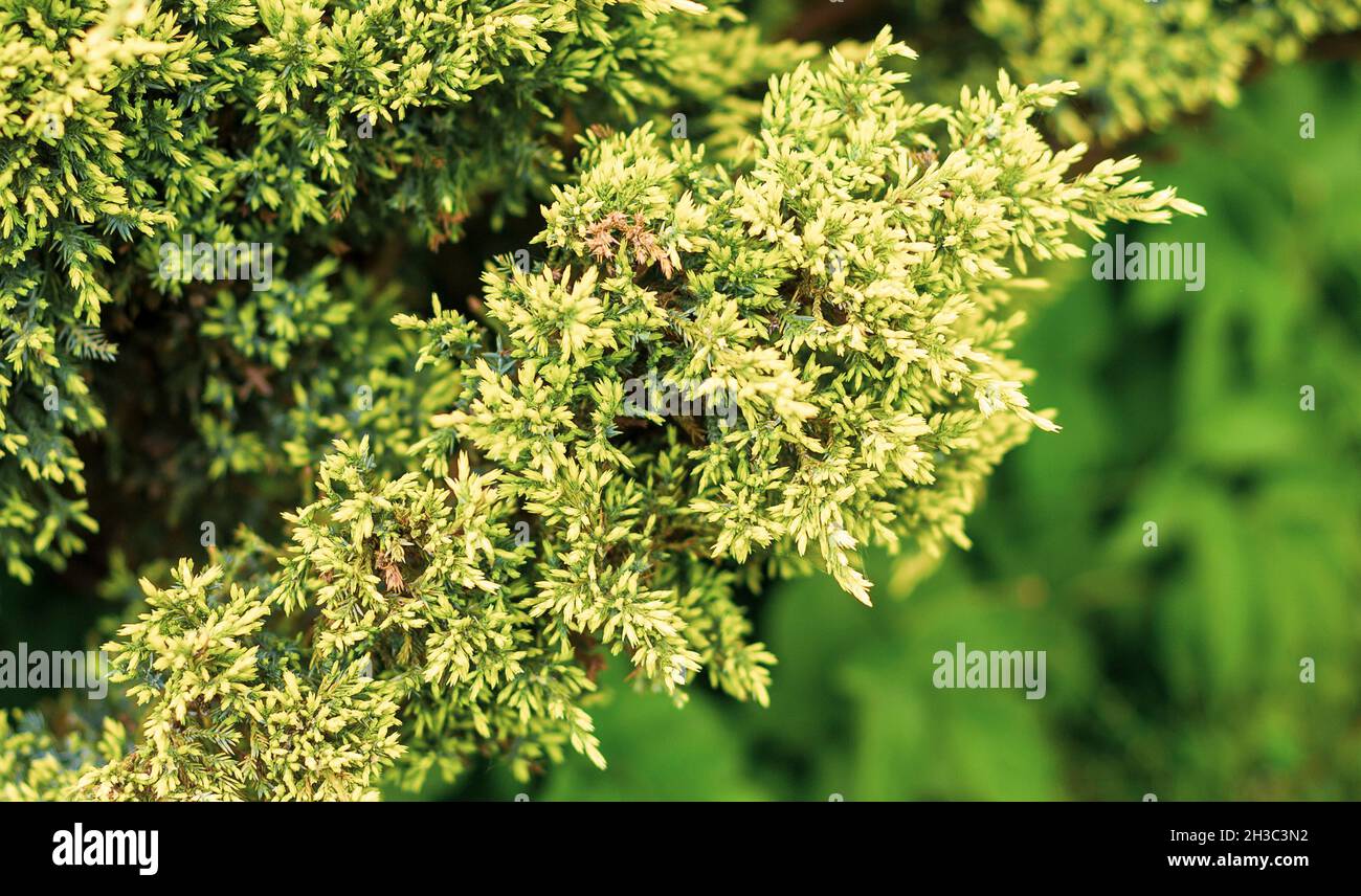 Evergreen conifers, a species of the genus Juniper of the Cypress ...