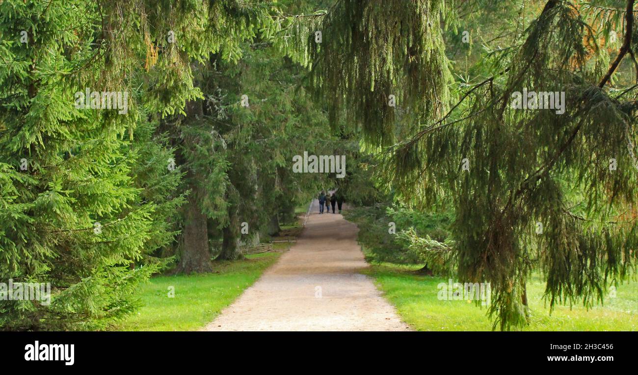 Mighty trees hi-res stock photography and images - Alamy