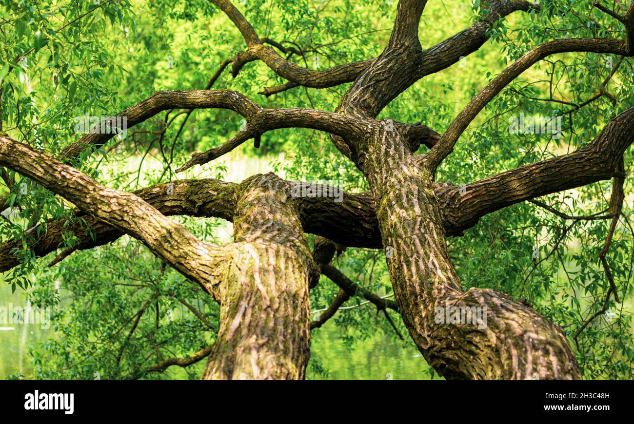 Intertwined tree trunks growing near a body of water on a sunny day ...