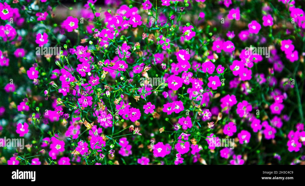 Bush clove hi-res stock photography and images - Alamy