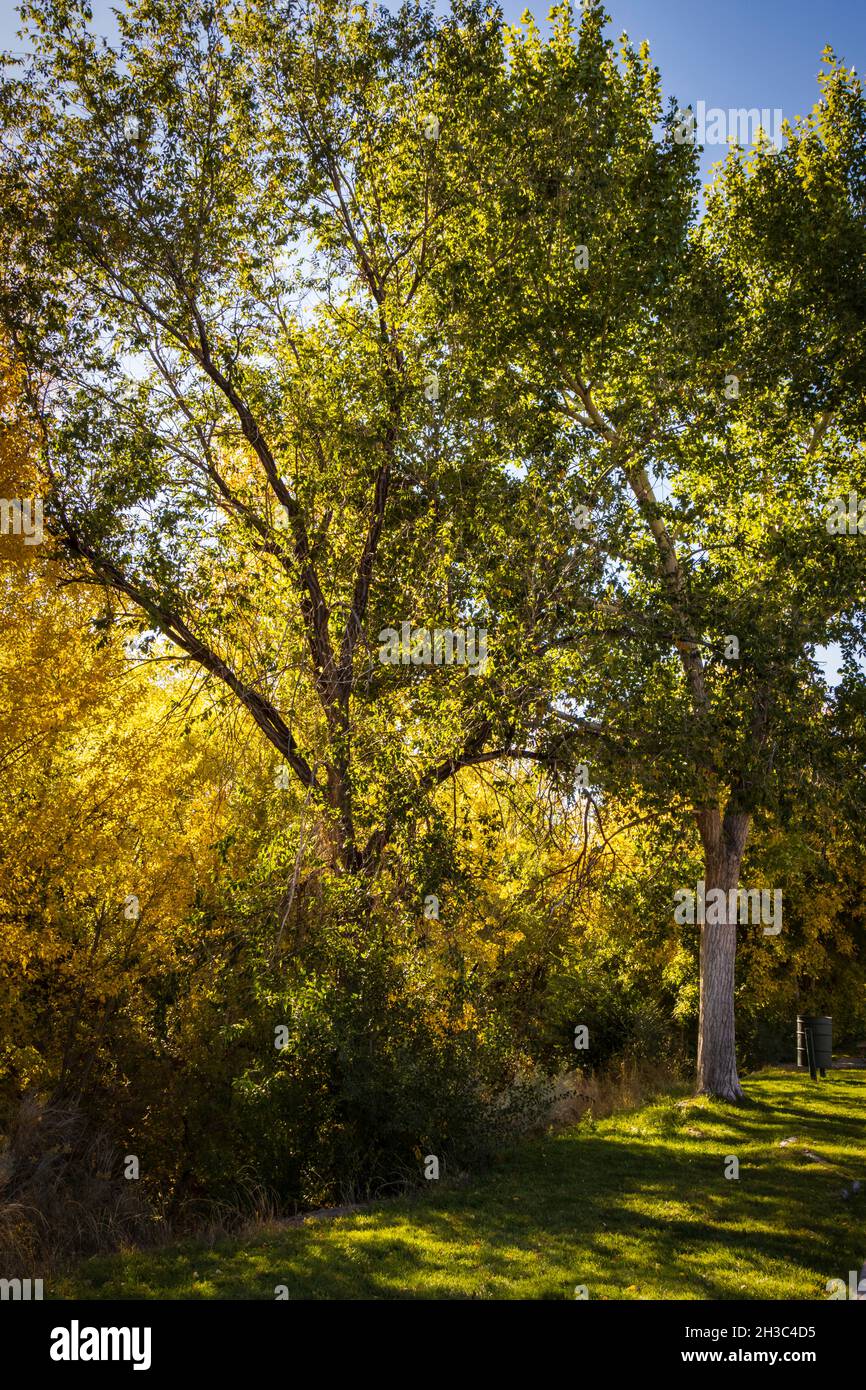 Trees along the river are full of green and gold Stock Photo - Alamy