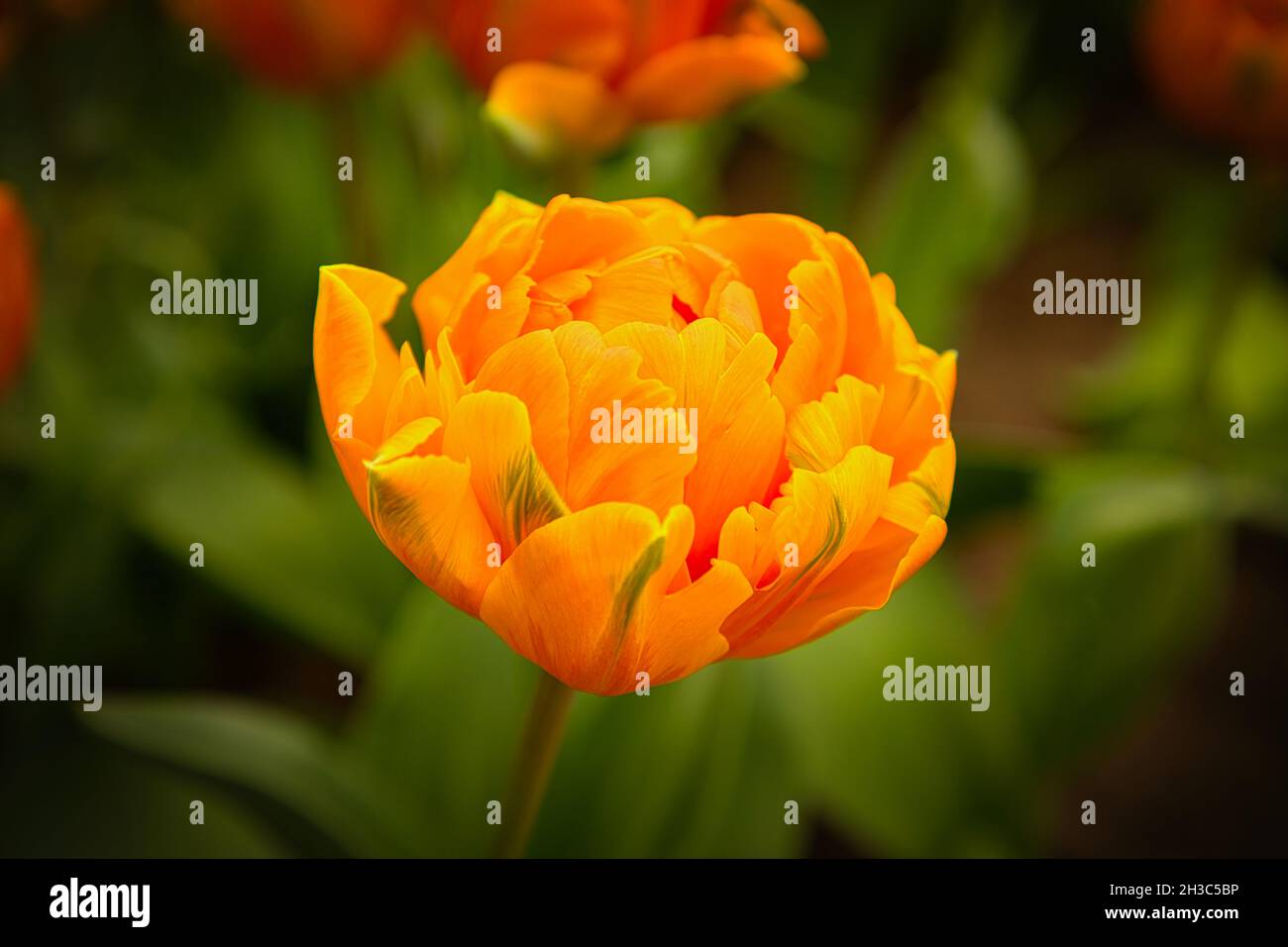 Tulpe blume hi-res stock photography and images - Alamy