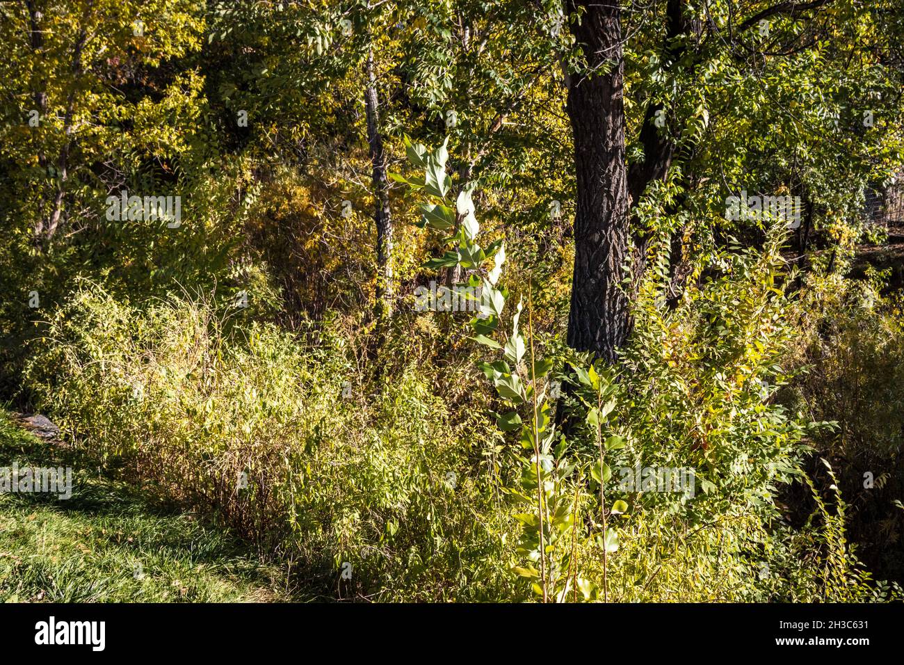 Multi-colored plants in a green field Stock Photo - Alamy