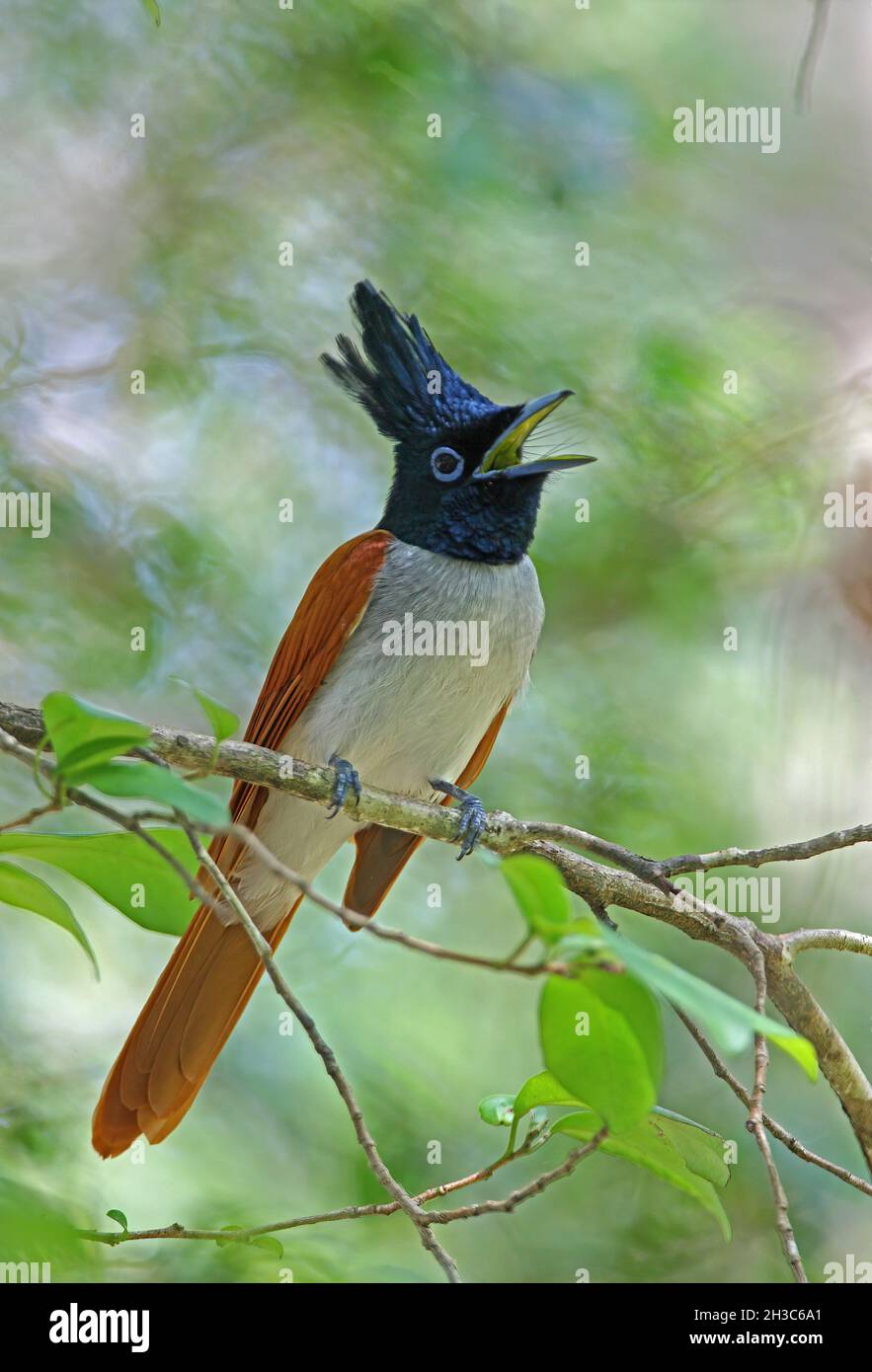 Indian Paradise-flycatcher (Terpsiphone paradisi ceylonensis) sub-adult ...