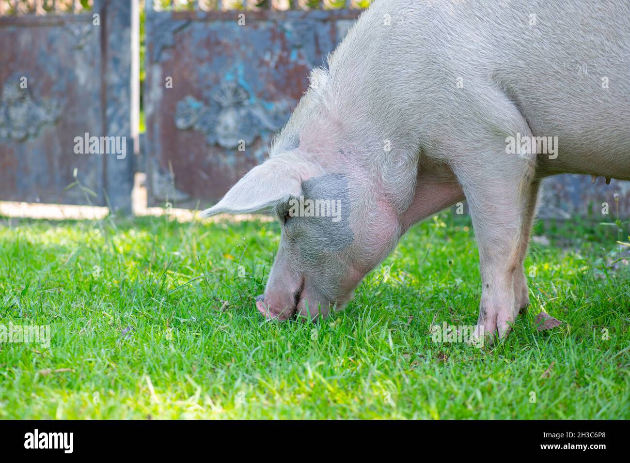 the pig eats very juicy green grass Stock Photo - Alamy