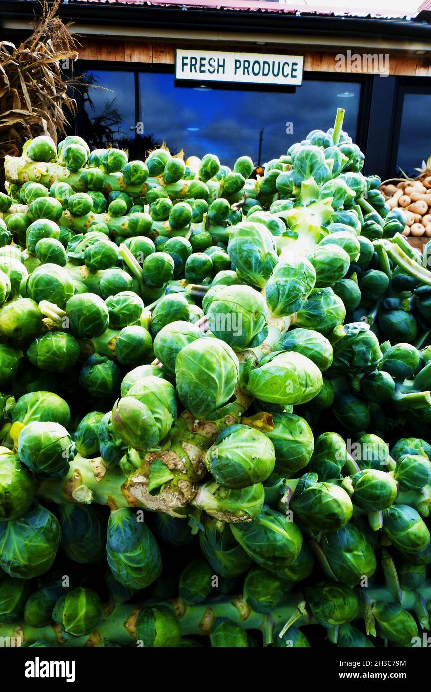 Sprout stalks hi-res stock photography and images - Alamy