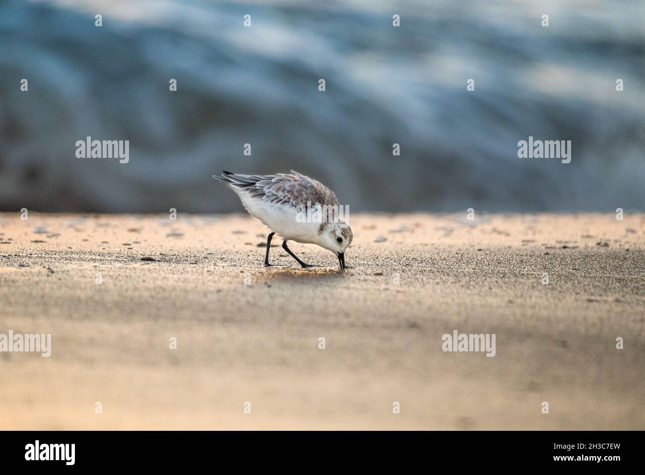 A sandpiper with its beak in the sand to get food Stock Photo - Alamy