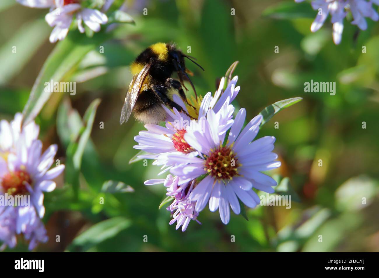 Female white tailed Bumble bee (Bombus lucorum) on a pale pink flower ...