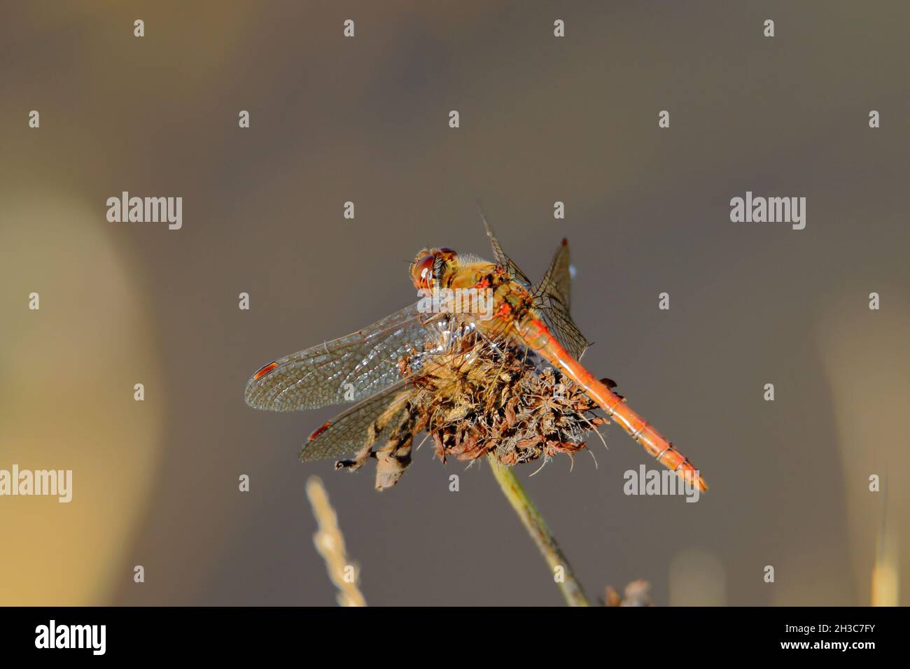 4 winged dragonfly hi-res stock photography and images - Alamy