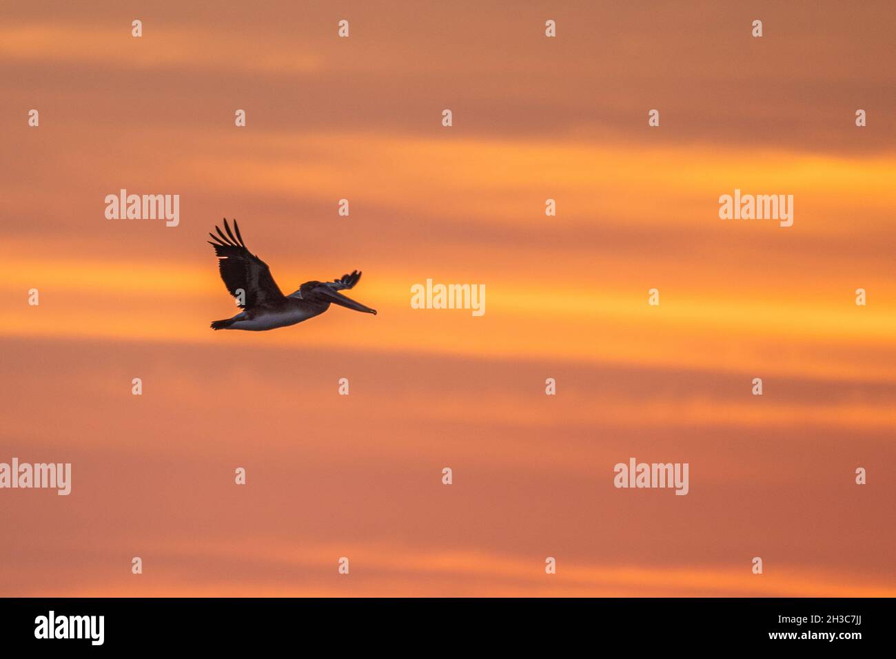 A bird with stretched wings in brazen and deep purple sky Stock Photo ...