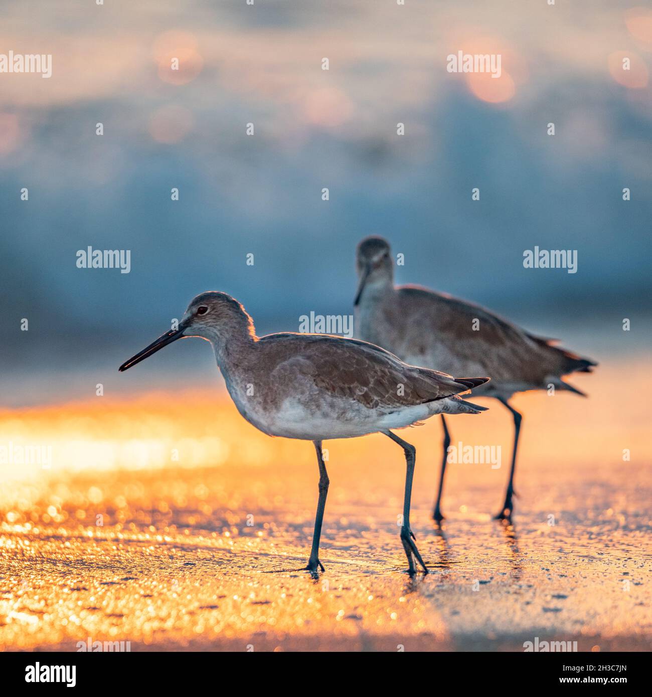 Golden feathers wings two hi-res stock photography and images - Alamy