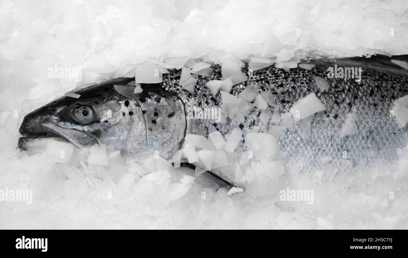 Fresh Norwegian salmon on ice in supermarket Stock Photo - Alamy