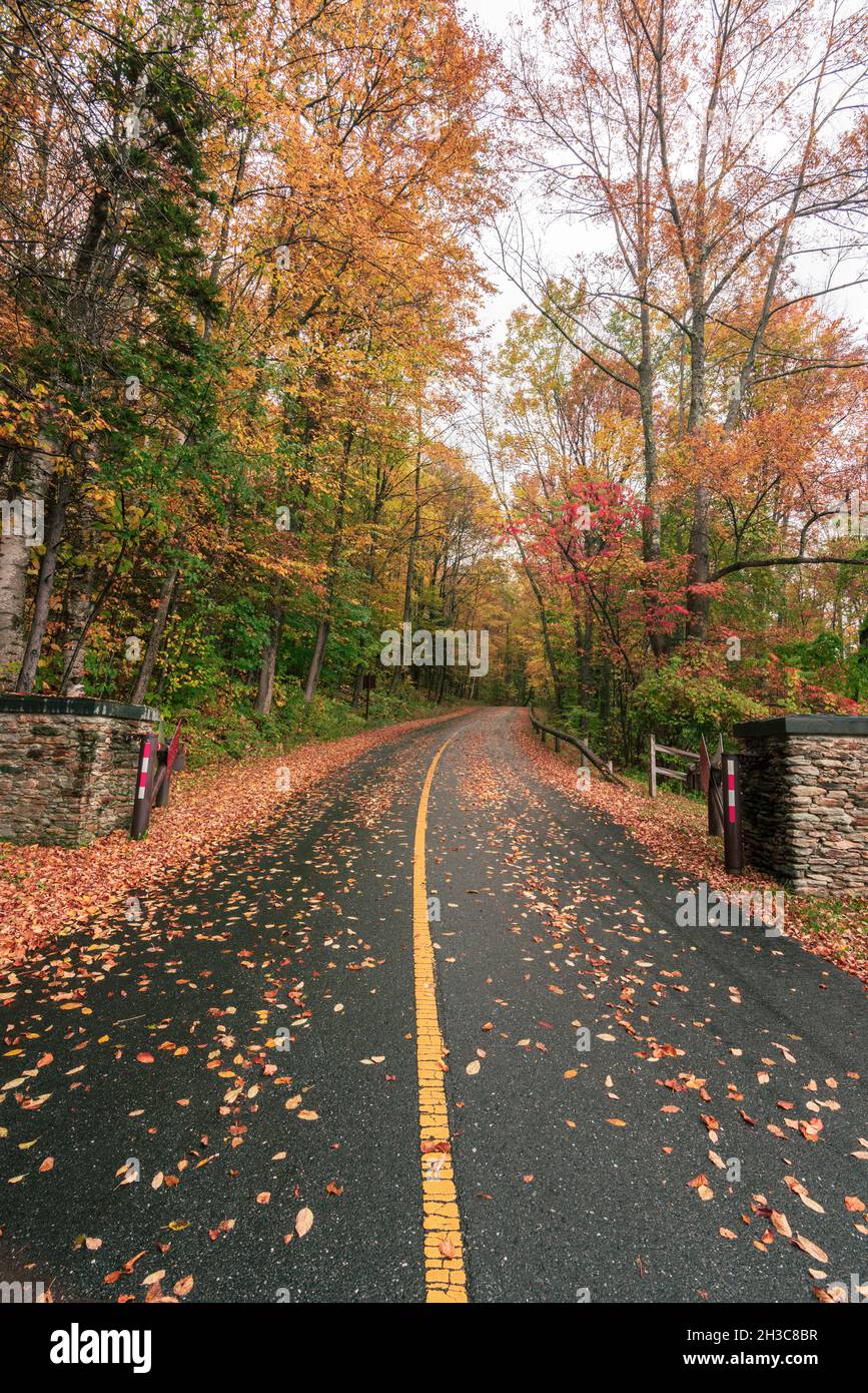 winding road with curves going through forest in autumn with fall ...
