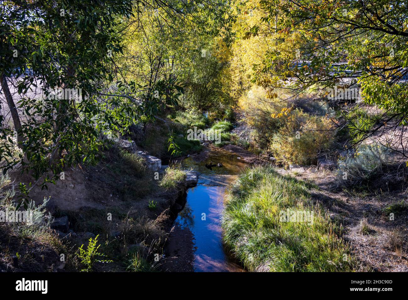 Trees and plants along the Santa Fe river in their beautiful fall ...