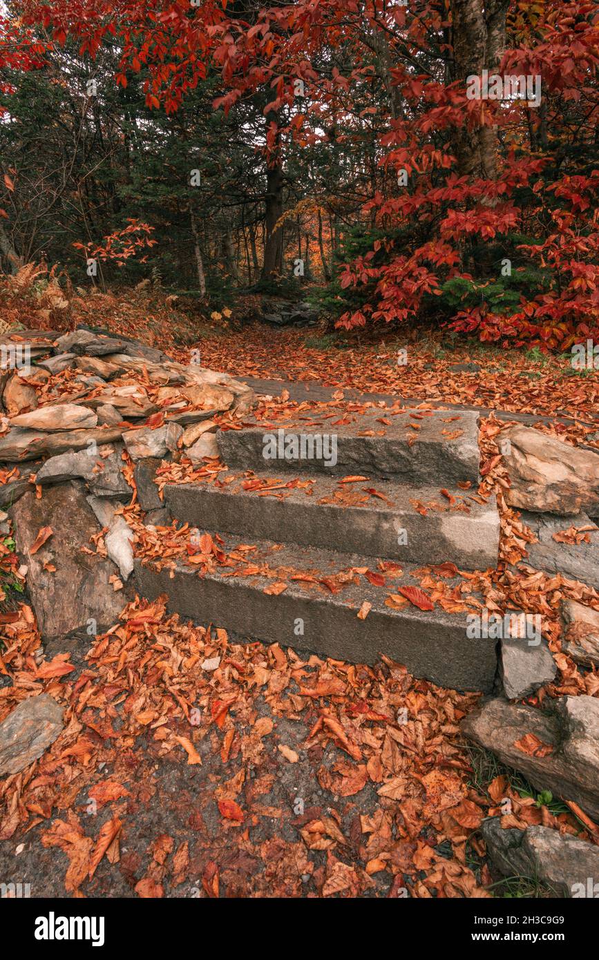 stone steps on hiking path going into woods with fall foliage in autumn ...
