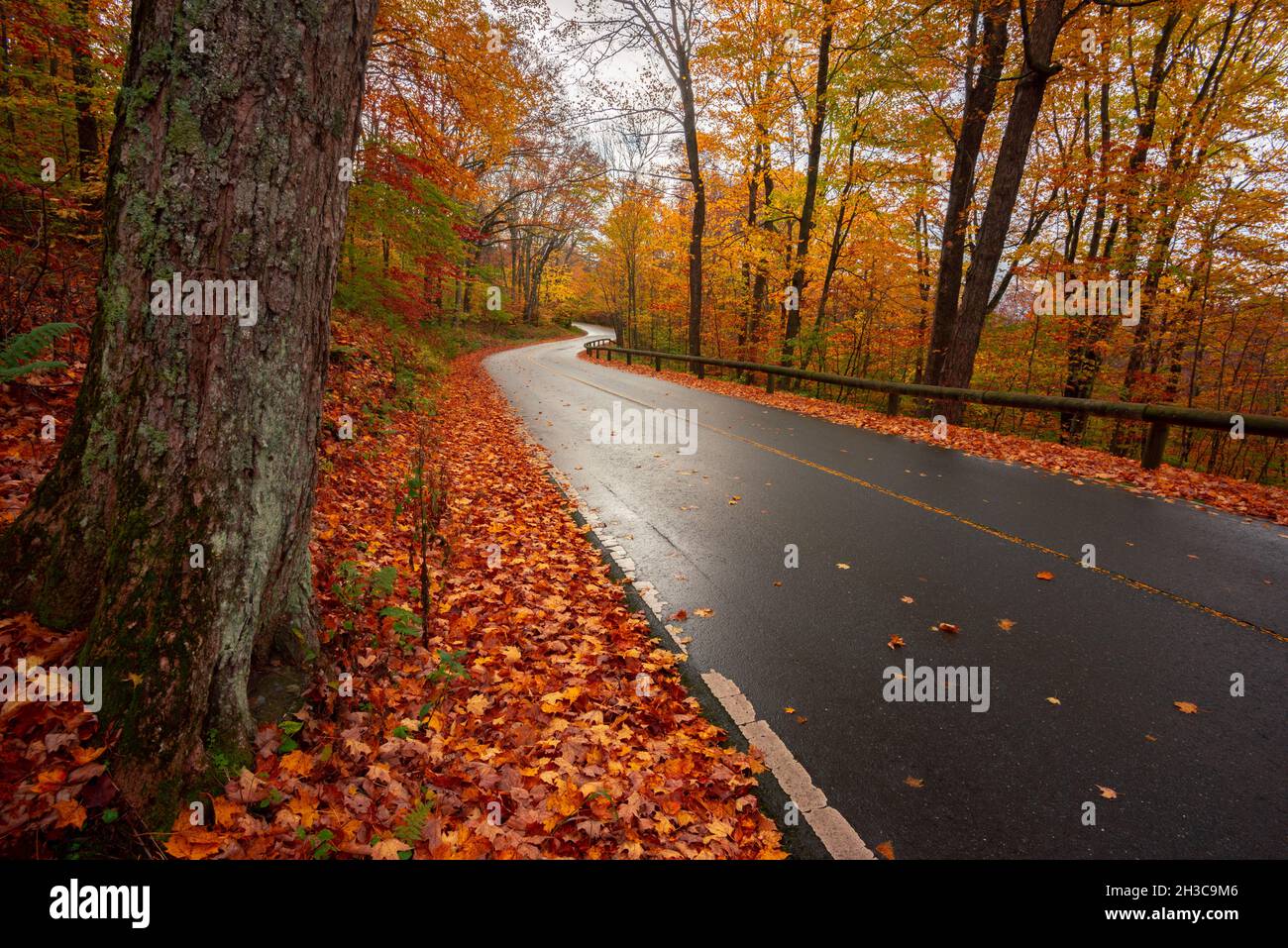 winding road with curves going through forest in autumn with fall ...