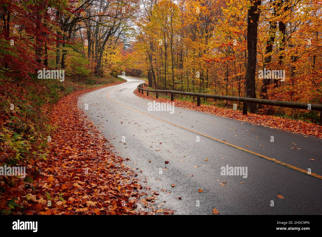 winding road with curves going through forest in autumn with fall ...