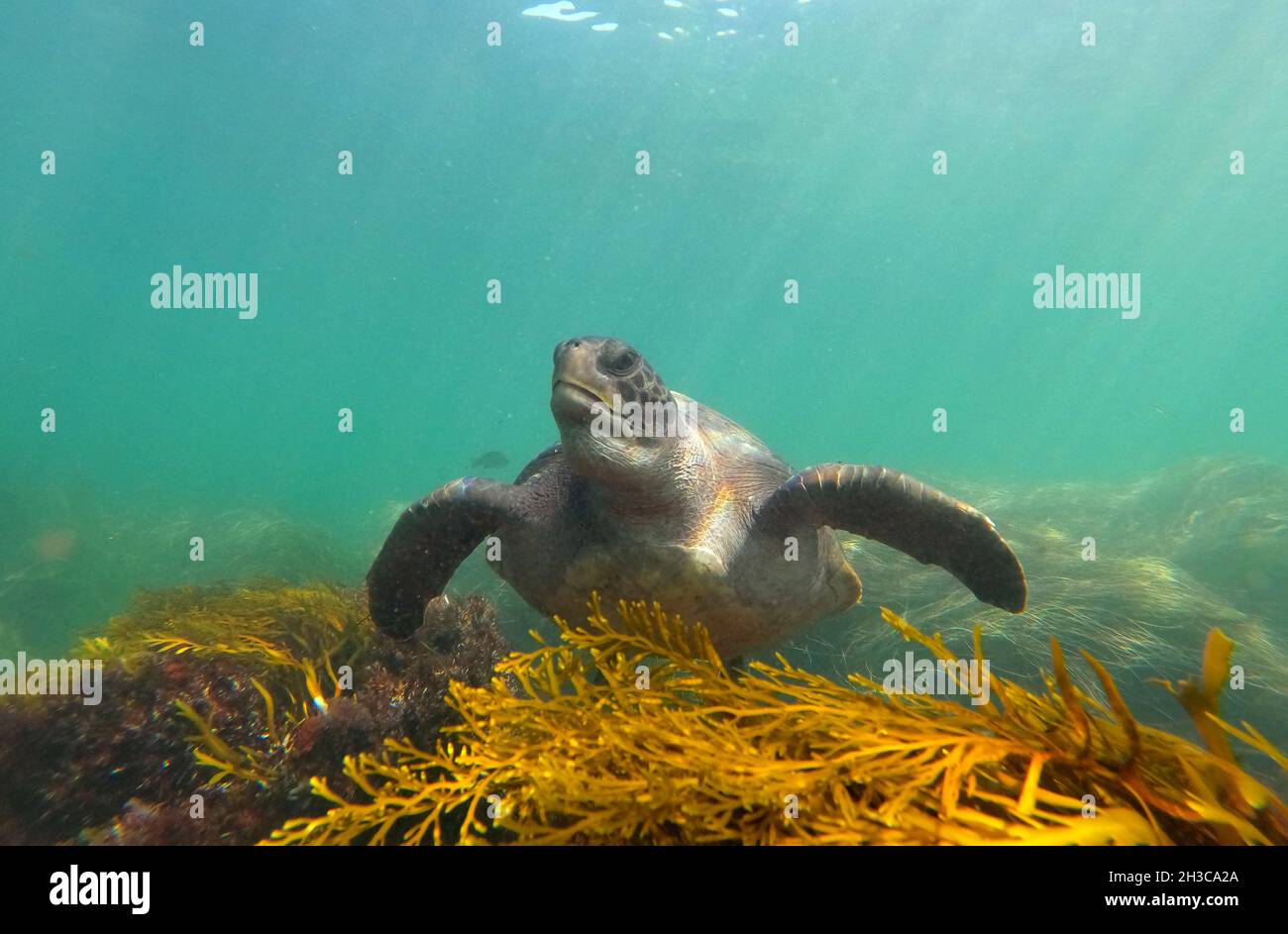 San Diego, California, USA. 20th Oct, 2021. An East Pacific green sea ...