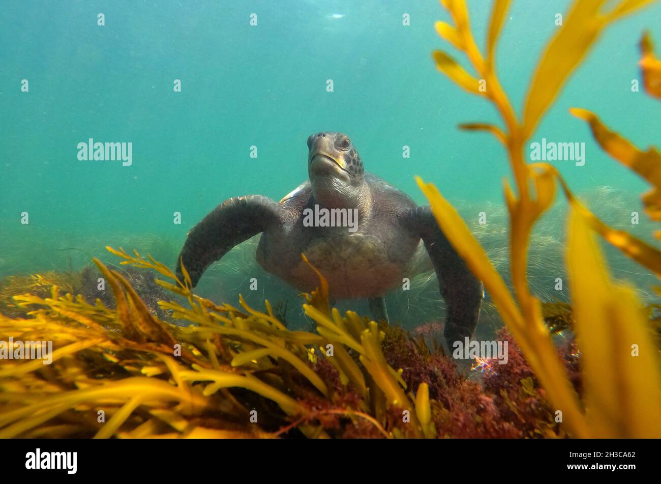 San Diego, California, USA. 20th Oct, 2021. An East Pacific green sea ...