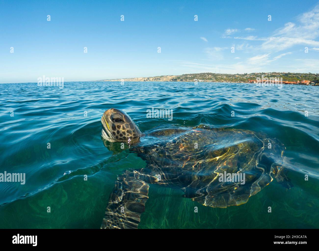 San Diego, California, USA. 20th Oct, 2021. An East Pacific green sea ...