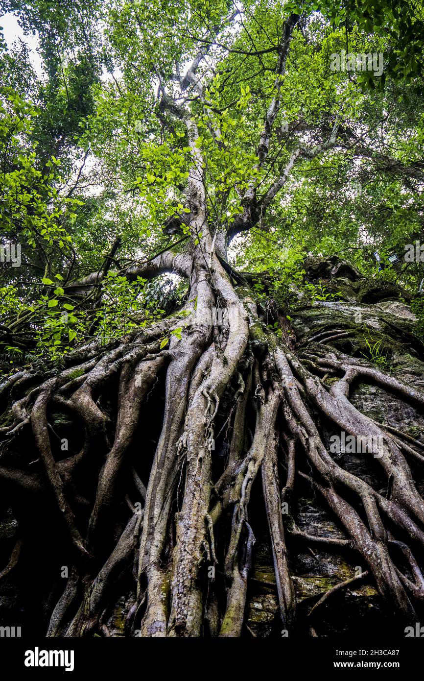 Low angle shot of an old high green tree with thick roots Stock Photo ...