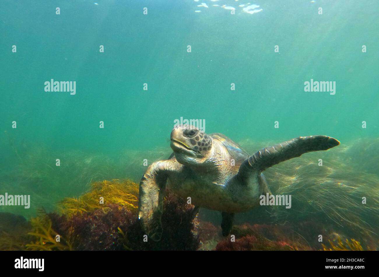 San Diego, California, USA. 20th Oct, 2021. An East Pacific green sea ...