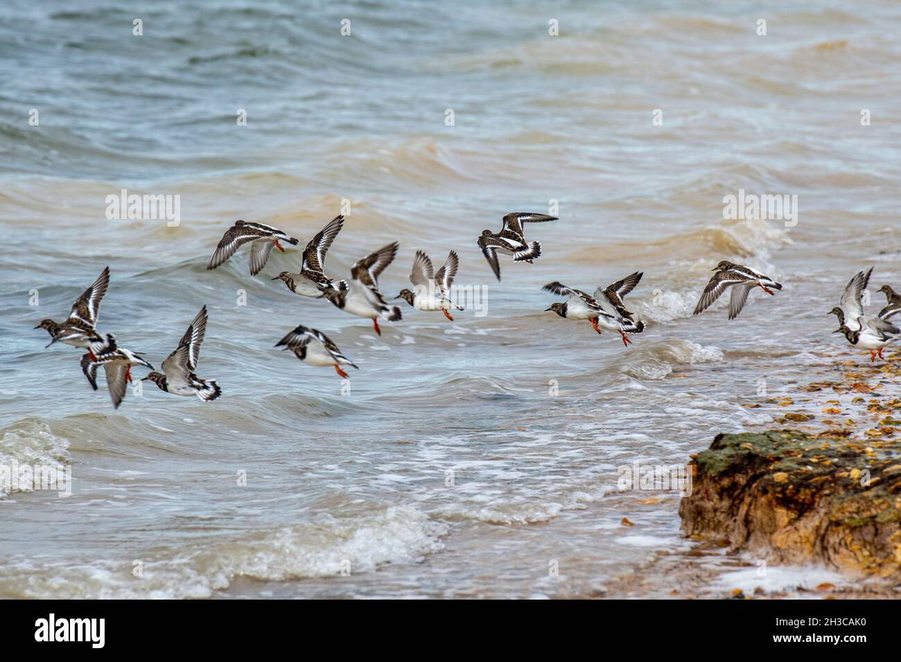 Turnstone wading birds in flight above breaking waves Stock Photo - Alamy