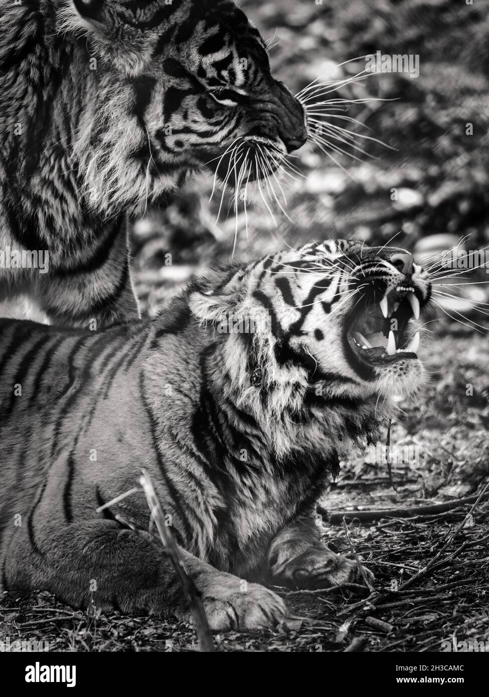 Tigers mating hi-res stock photography and images - Alamy