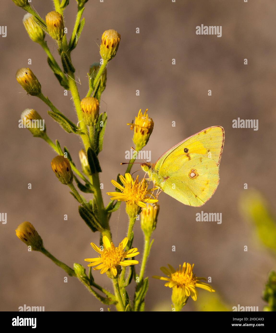 Clouded Yellow butterfly Colias crocea rare summer visitor to the ...