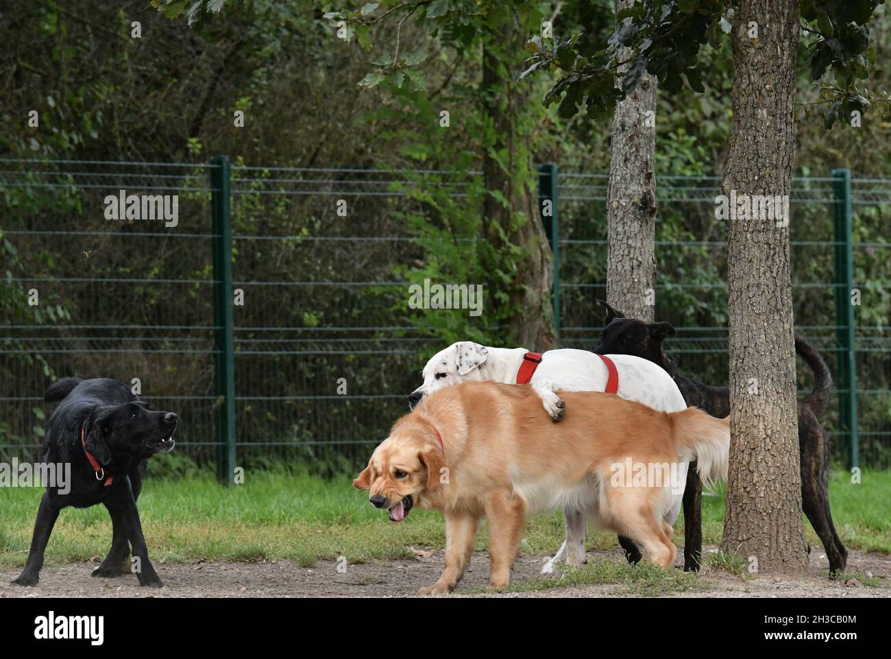 Four dogs hunting hi-res stock photography and images - Alamy