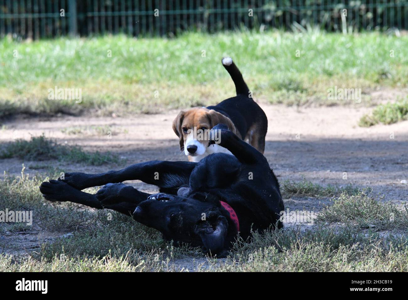 Defeated dog hi-res stock photography and images - Alamy