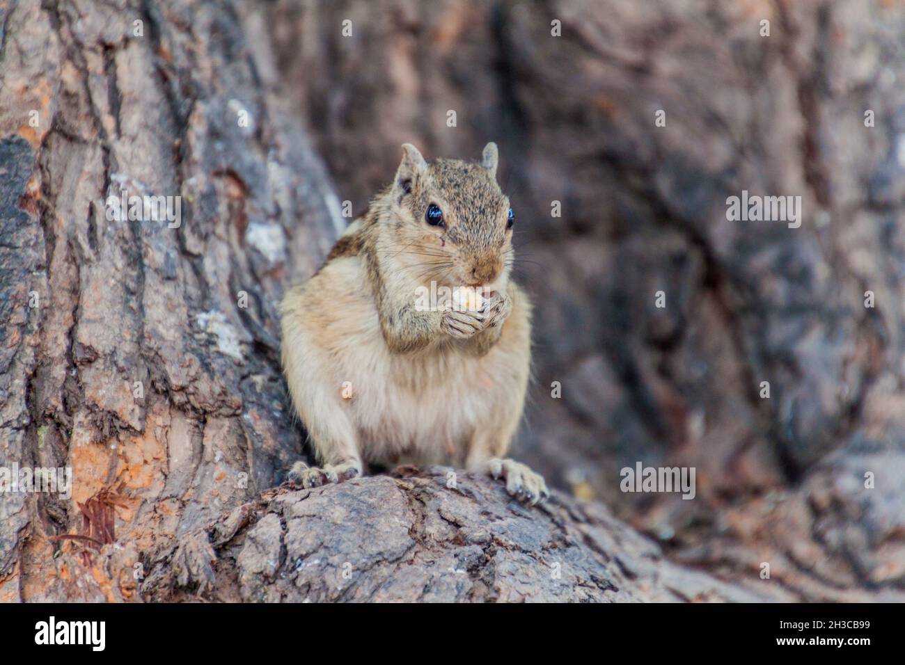 Chipmunk on a tree in Delhi, India Stock Photo - Alamy