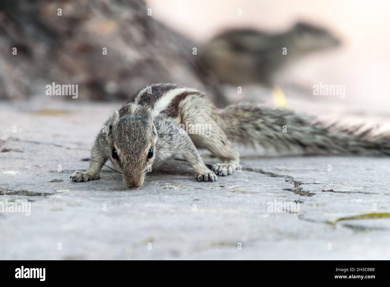 Chipmunk in Delhi, India Stock Photo - Alamy