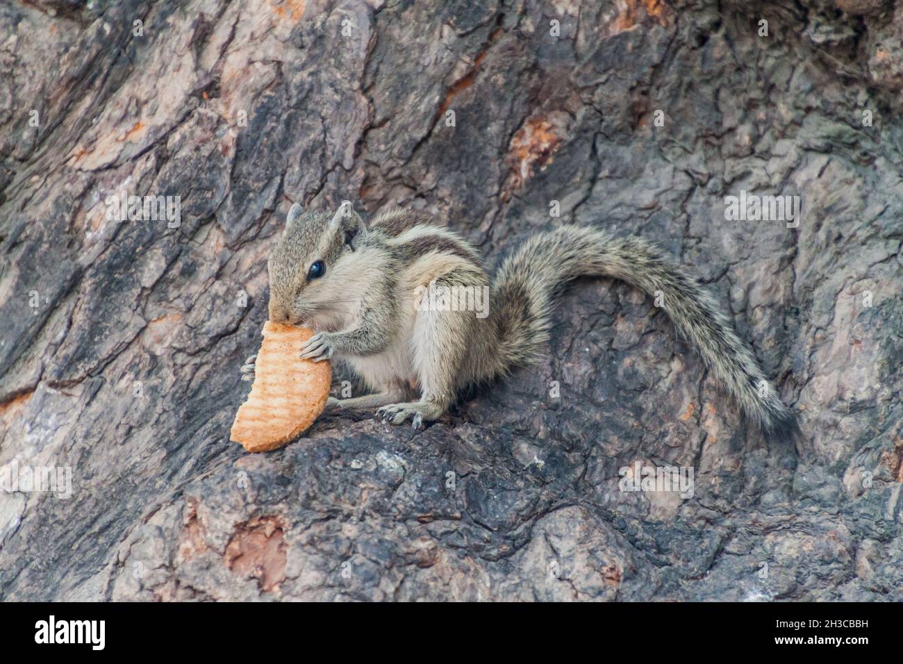 Chipmunk eating a biscuit in Delhi, India Stock Photo - Alamy
