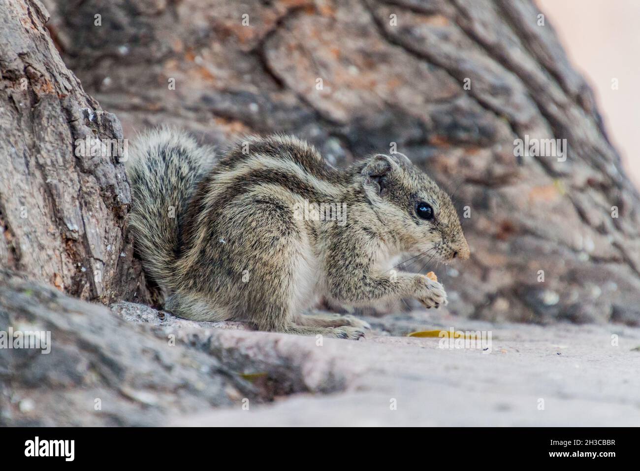 Chipmunk eating a biscuit in Delhi, India Stock Photo - Alamy